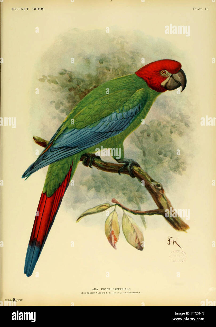 'Extinct Birds' (Plate 12) illustrates various species of birds that ...