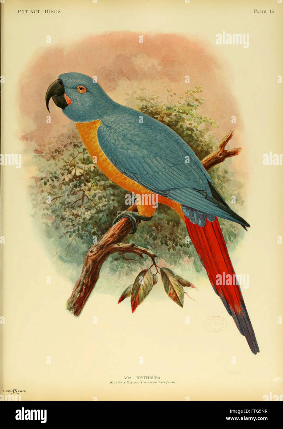 'Extinct Birds' Plate 15 showcases illustrations of birds that have ...