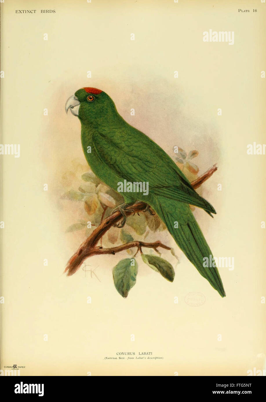 An illustration from a study of extinct birds, showcasing a detailed ...