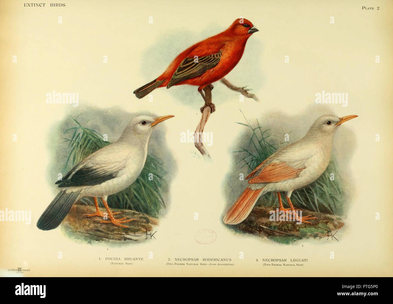 Plate 2 from 'Extinct Birds' provides detailed illustrations and ...