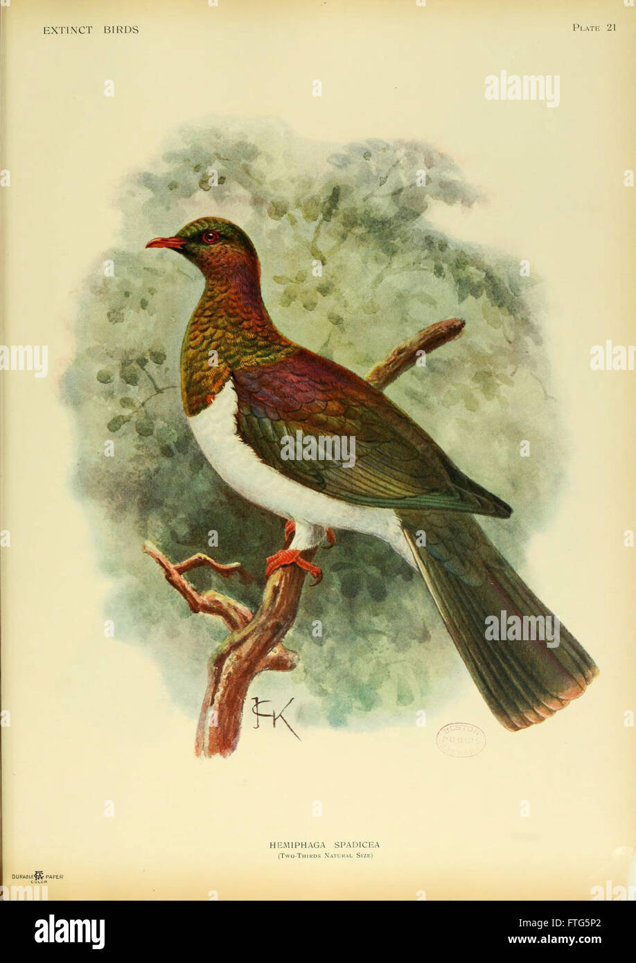 This illustration features extinct bird species, providing detailed ...