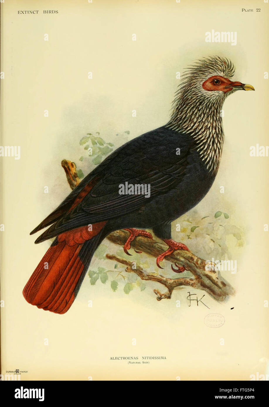 'Extinct Birds' (Plate 22) offers a visual reference to various extinct ...