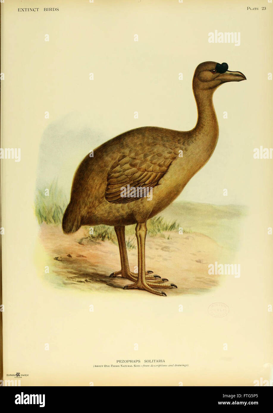 This plate showcases depictions of extinct bird species, offering ...