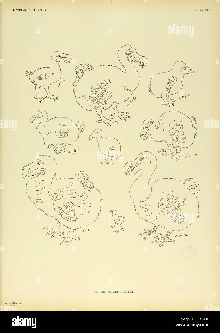 Extinct Birds (Plate 24b) provides detailed illustrations of extinct ...