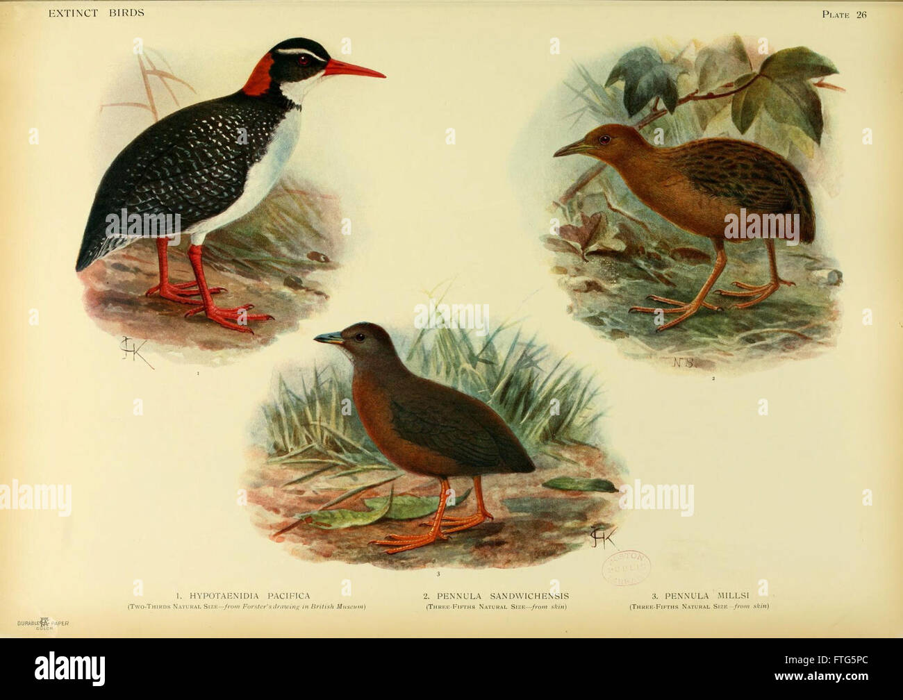 A zoological plate showcasing extinct bird species, illustrating their ...