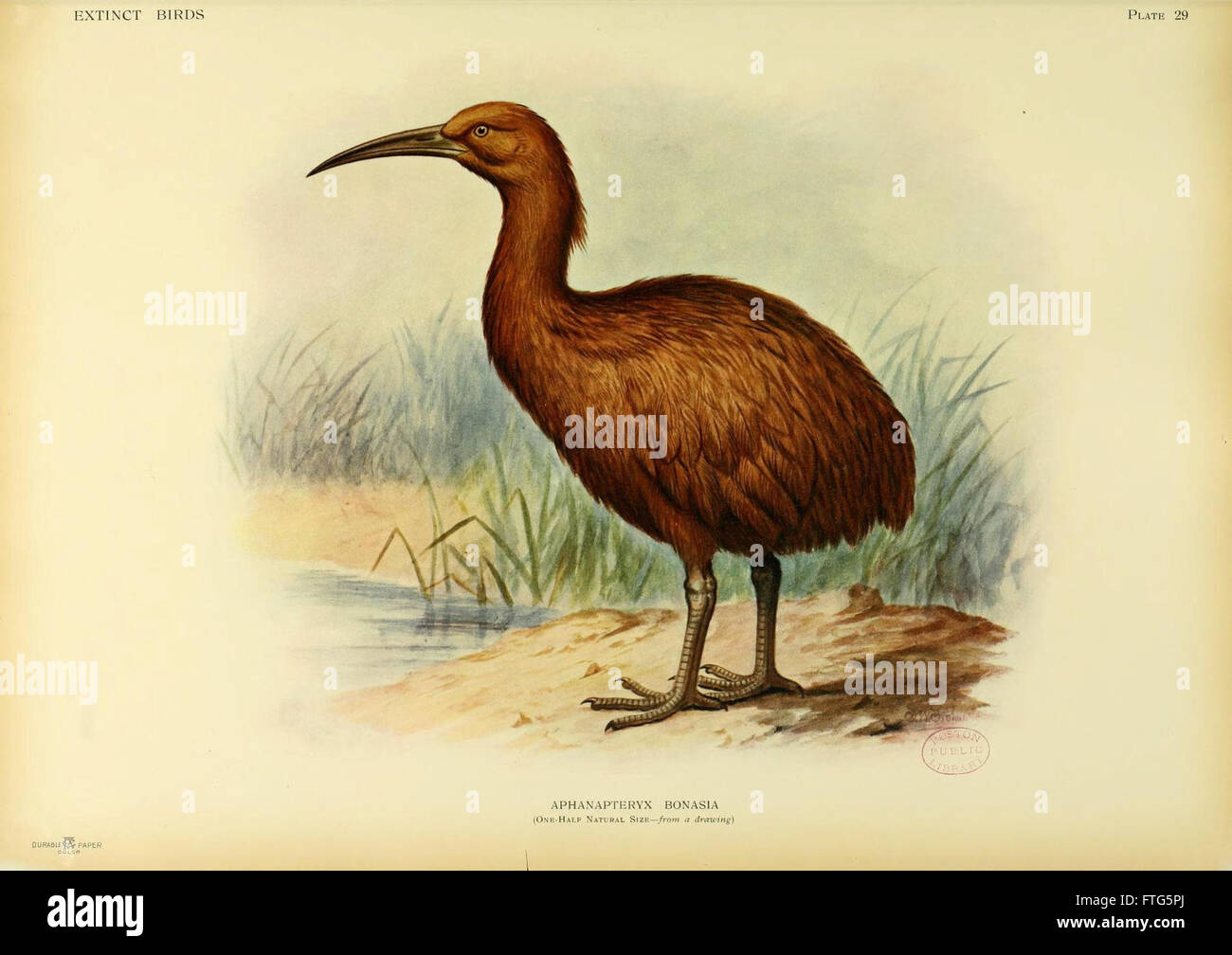 A study of extinct bird species, depicted in Plate 29 with detailed ...