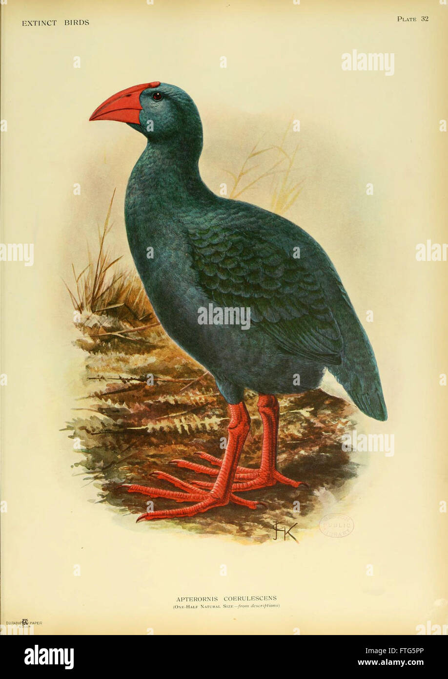 This plate showcases illustrations of extinct bird species ...