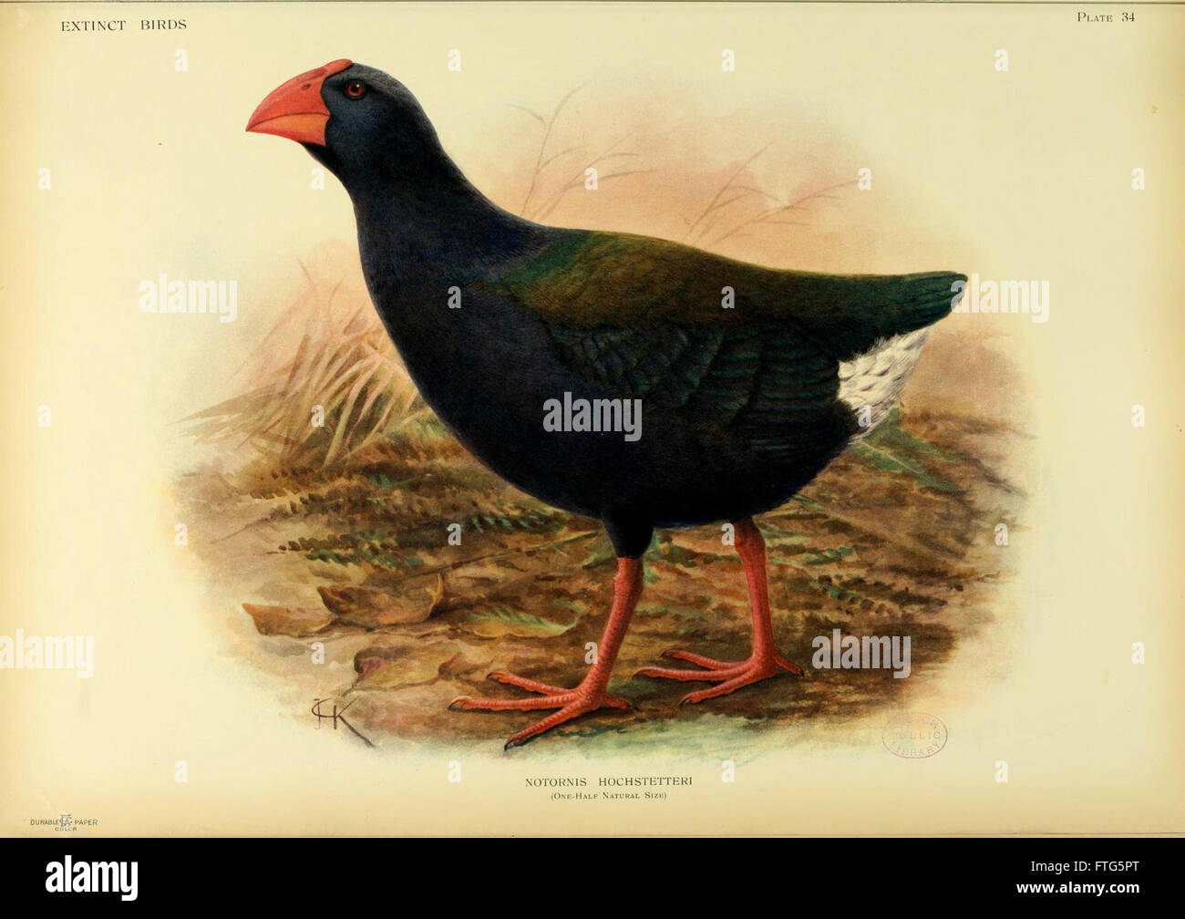 Plate 34 features depictions of extinct bird species, showcasing ...