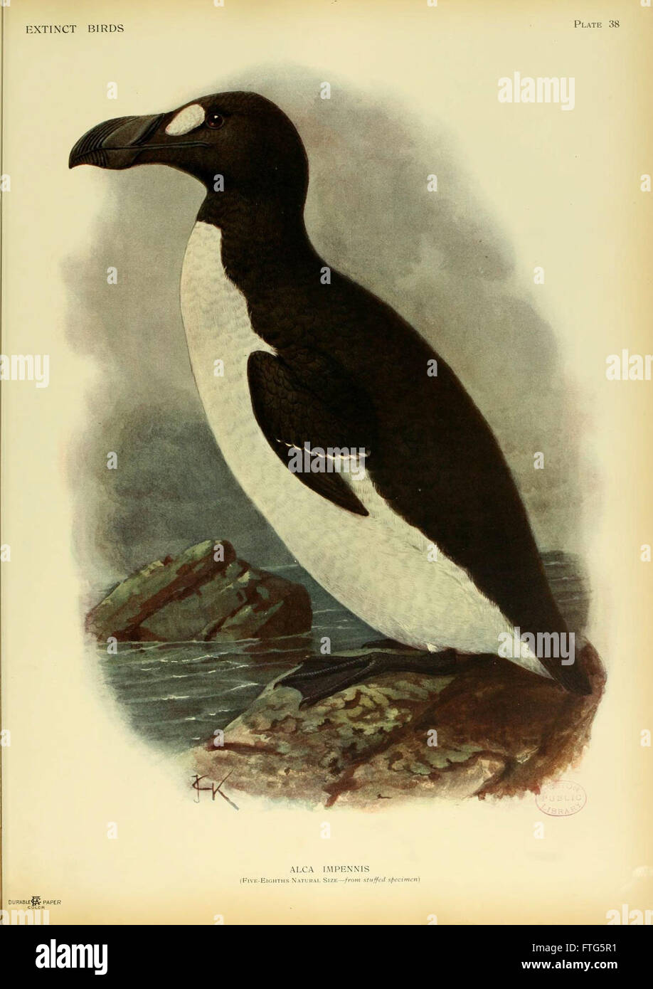 A plate illustrating extinct bird species, showcasing detailed ...