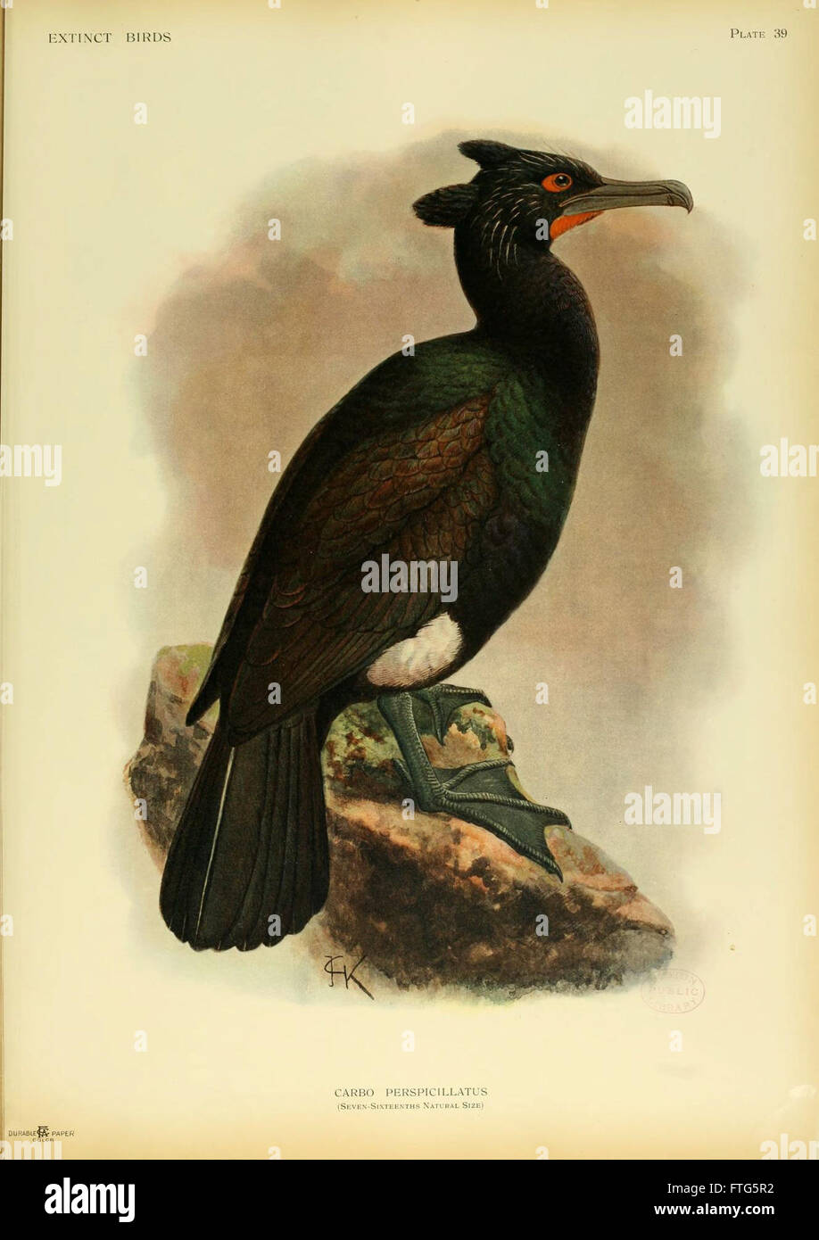An illustration from 'Extinct Birds,' showcasing bird species that are ...
