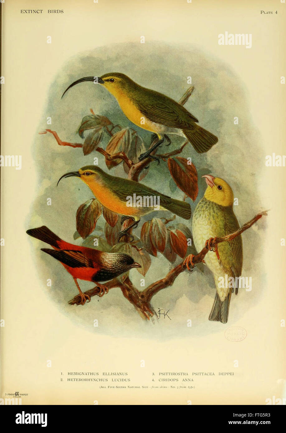 An illustration of extinct bird species, focusing on their physical ...
