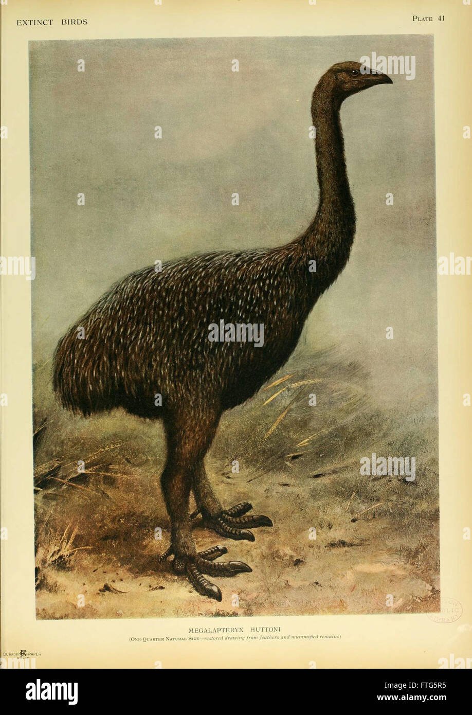 Plate 41 from this study of extinct birds presents illustrations and ...