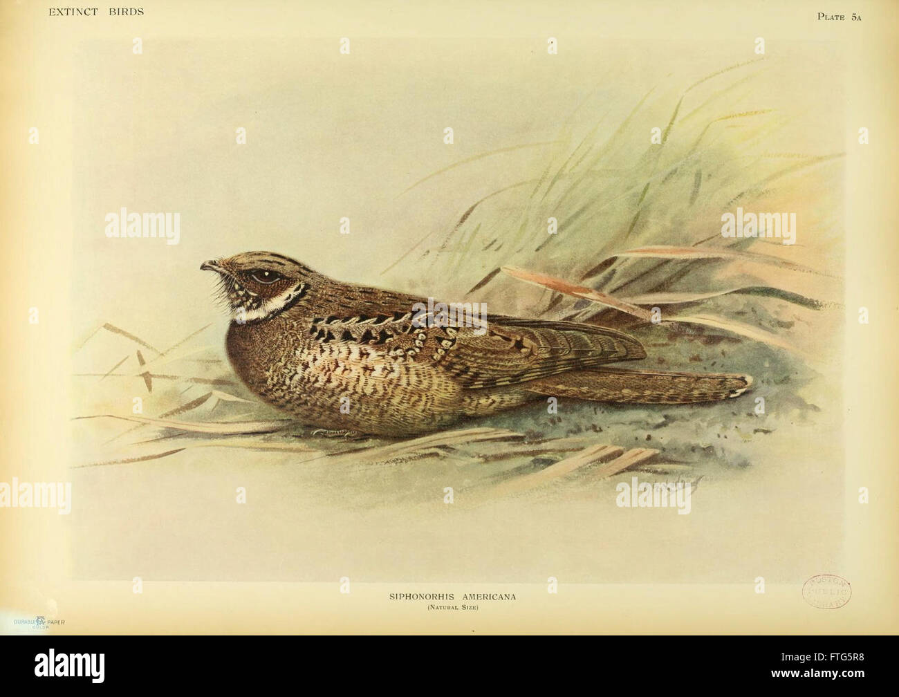 An illustration showcasing extinct bird species, providing visual ...