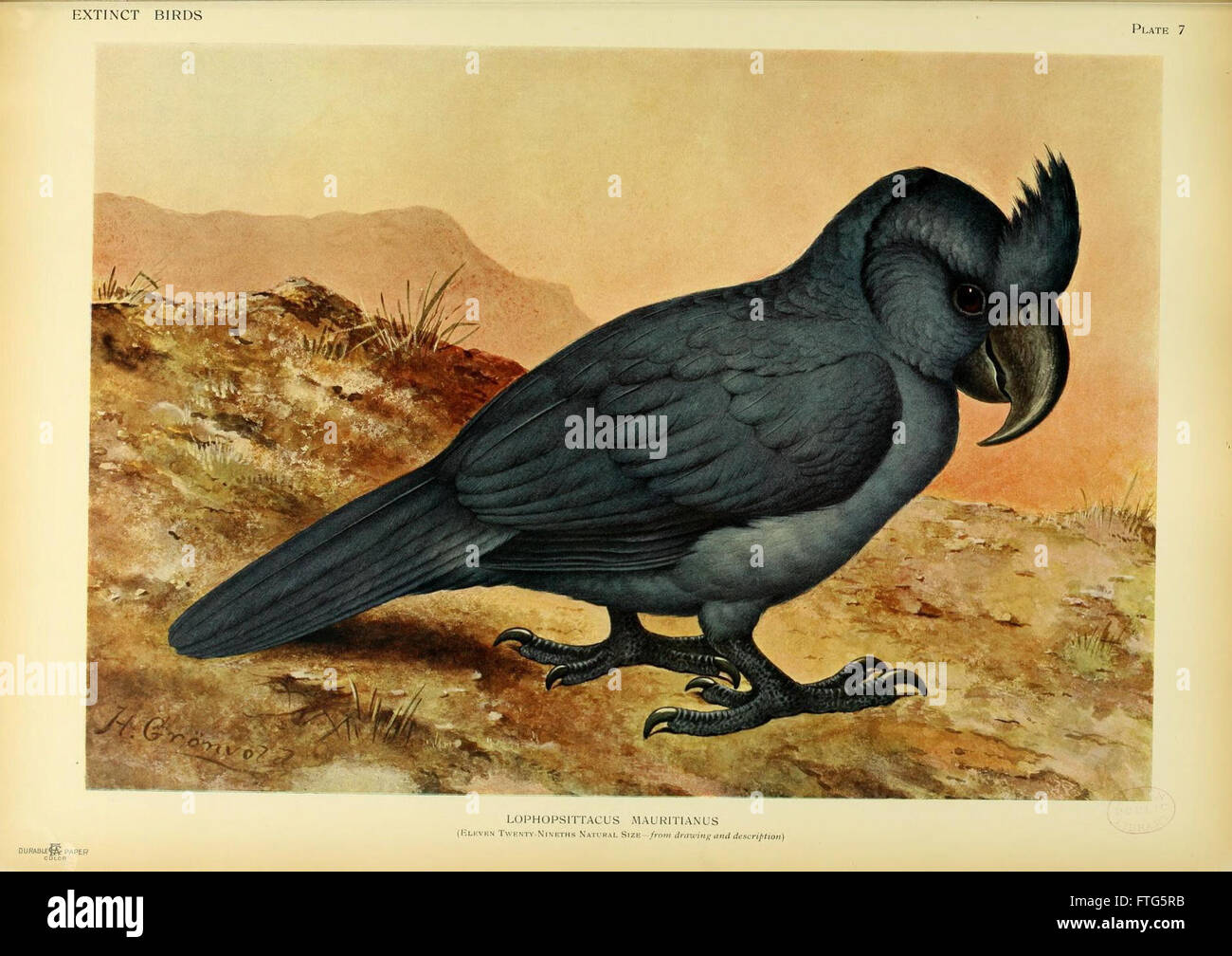 This plate illustrates extinct bird species, showcasing their ...