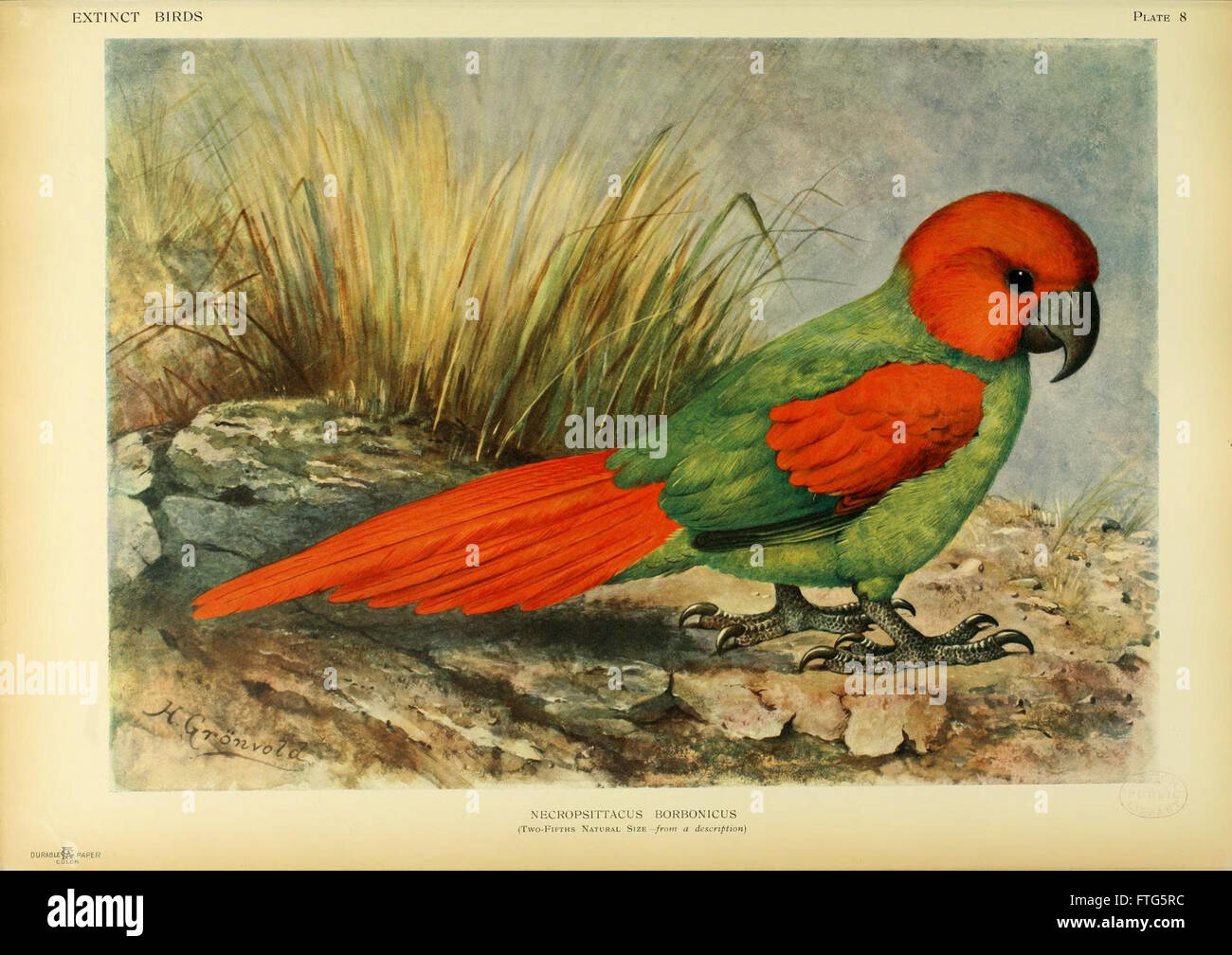 'Extinct Birds' (Plate 8) is an illustration of various bird species ...
