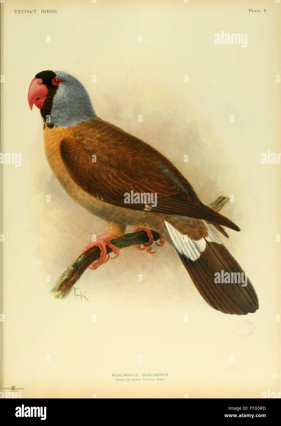 An illustration plate showing extinct bird species, highlighting their ...