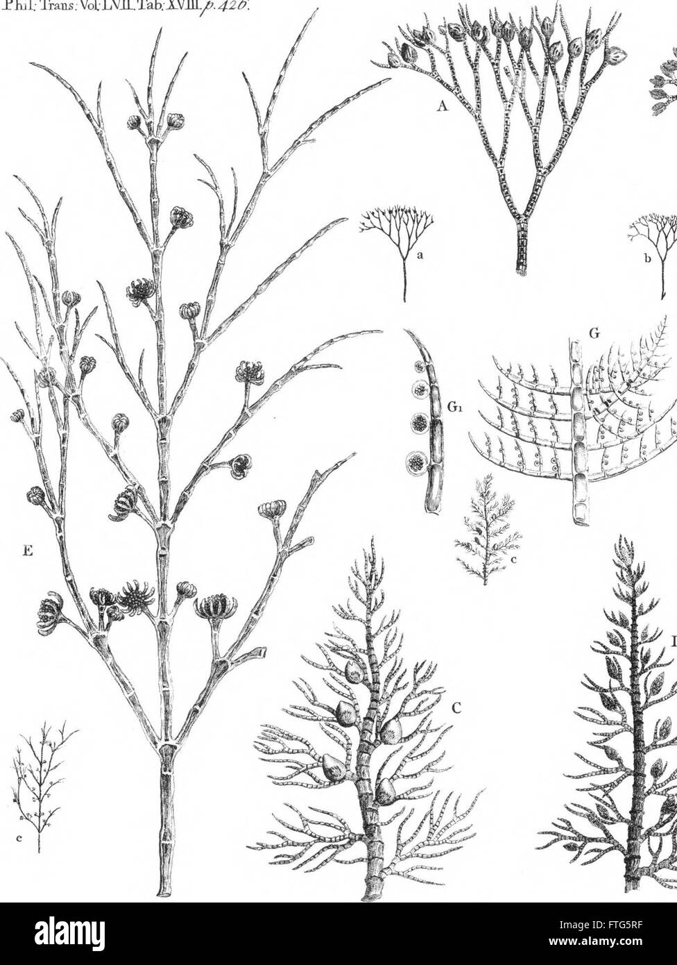 A 1767 letter from John Ellis to Carl Linnaeus discussing the animal ...