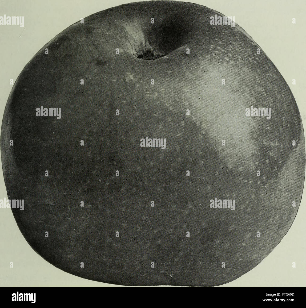 This 1905 report presents the activities and progress of the Fruit ...