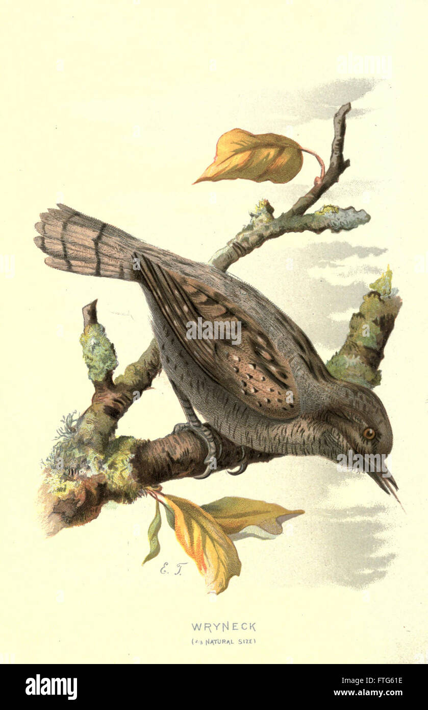 This plate features illustrations of common wild bird species, focusing ...