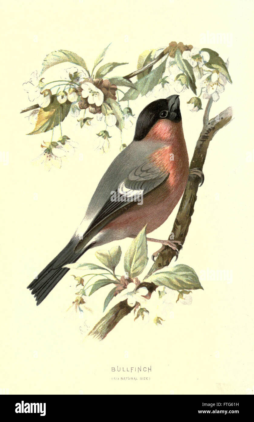 An illustration of common wild birds, showing key identifying features ...