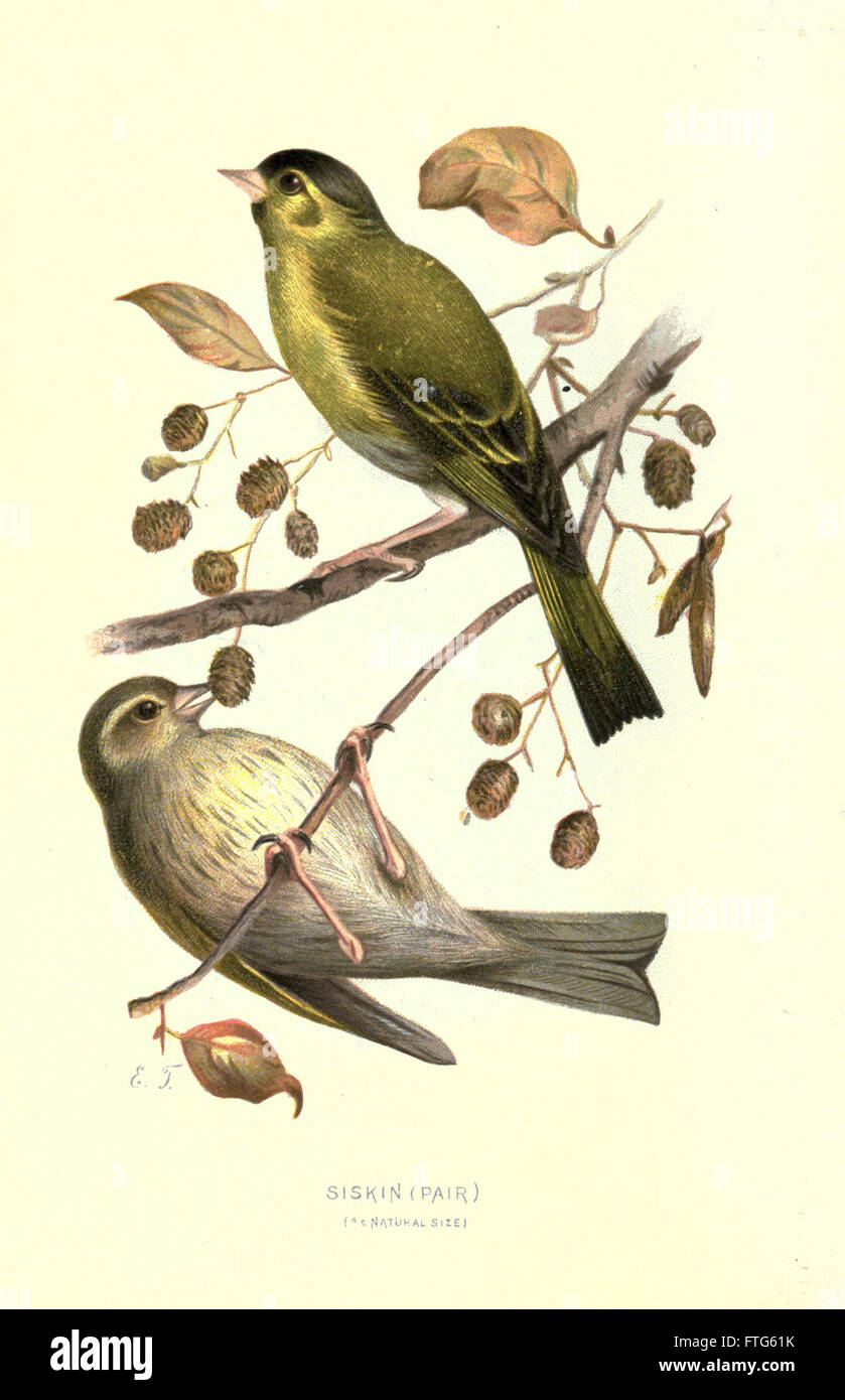 This plate illustrates common wild bird species, showcasing their ...