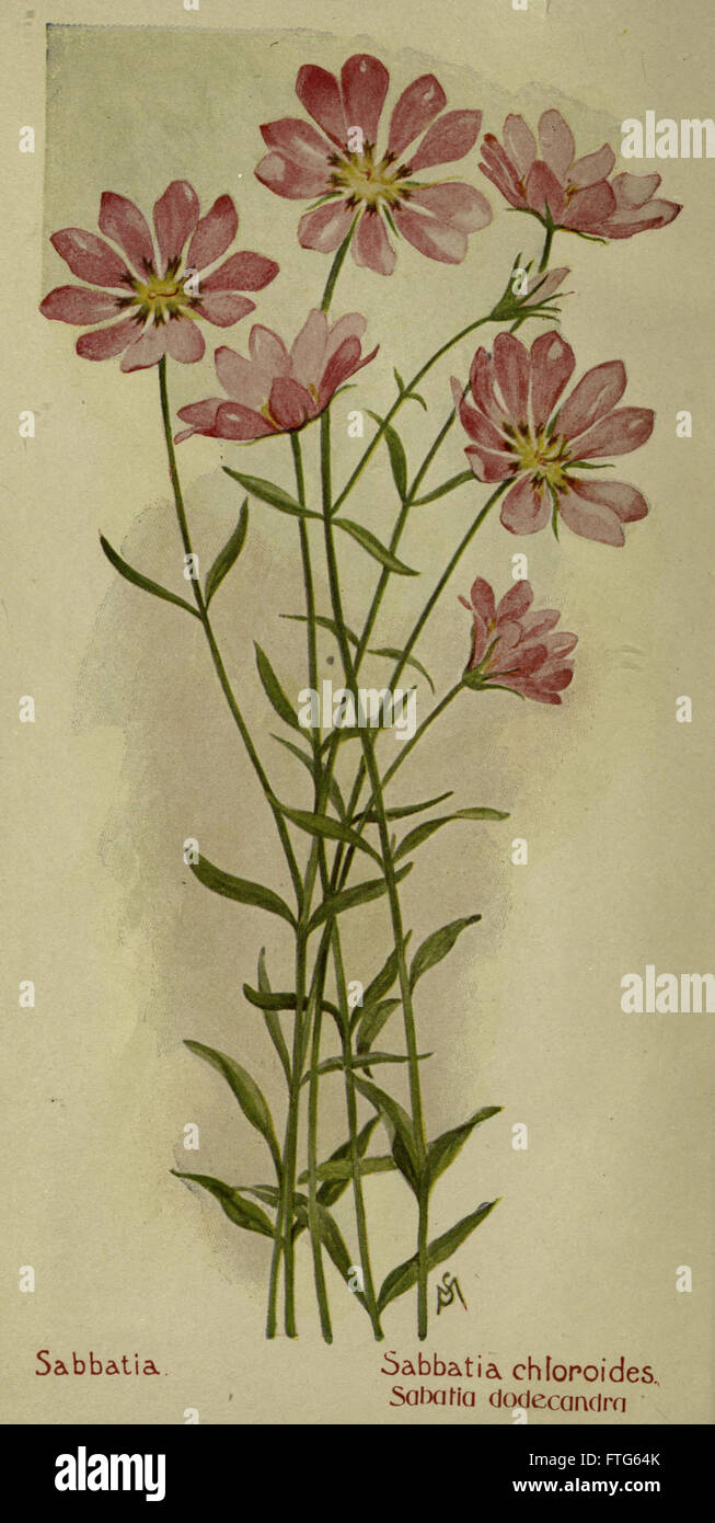 An illustrated field guide to American wildflowers, featuring detailed ...