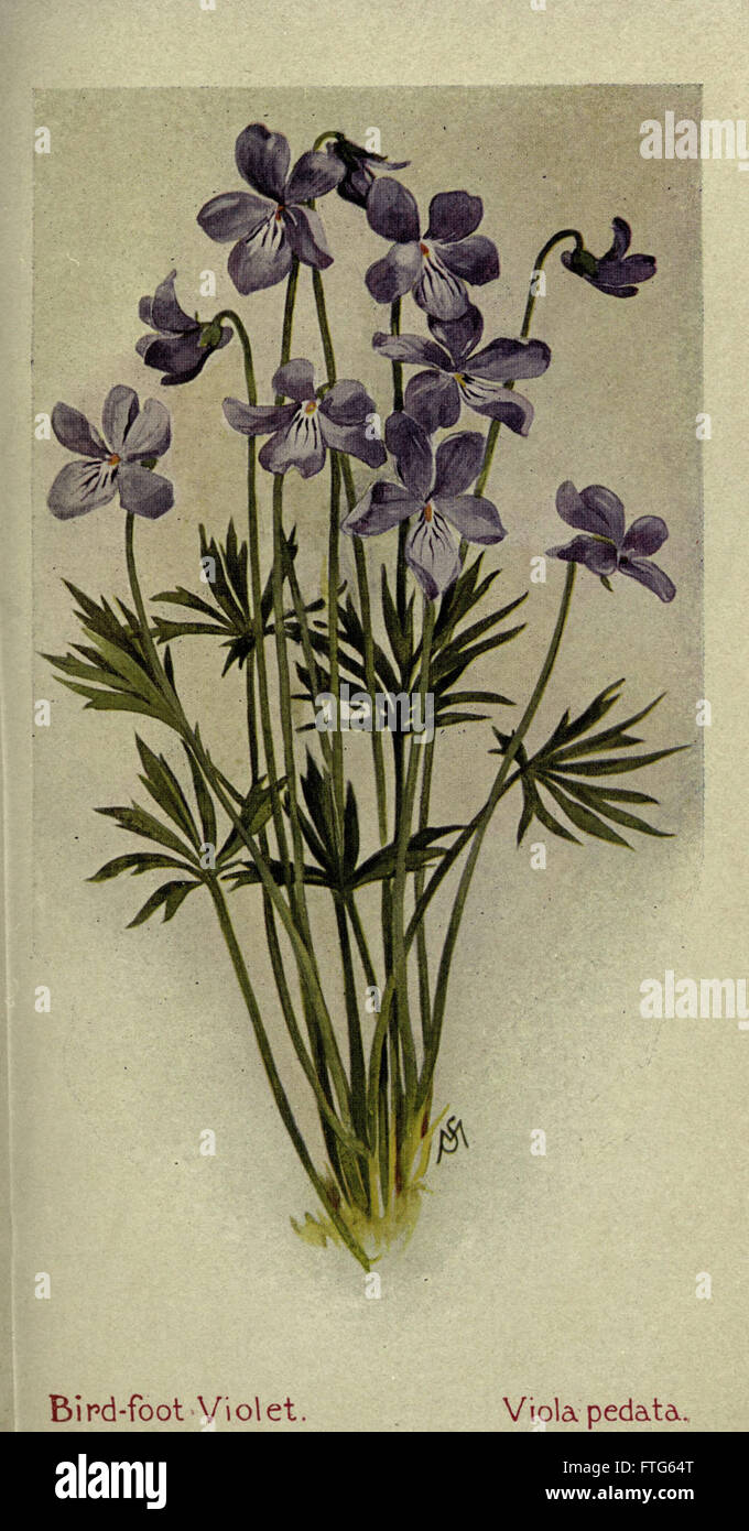 The 'Field Book of American Wild Flowers' provides detailed ...
