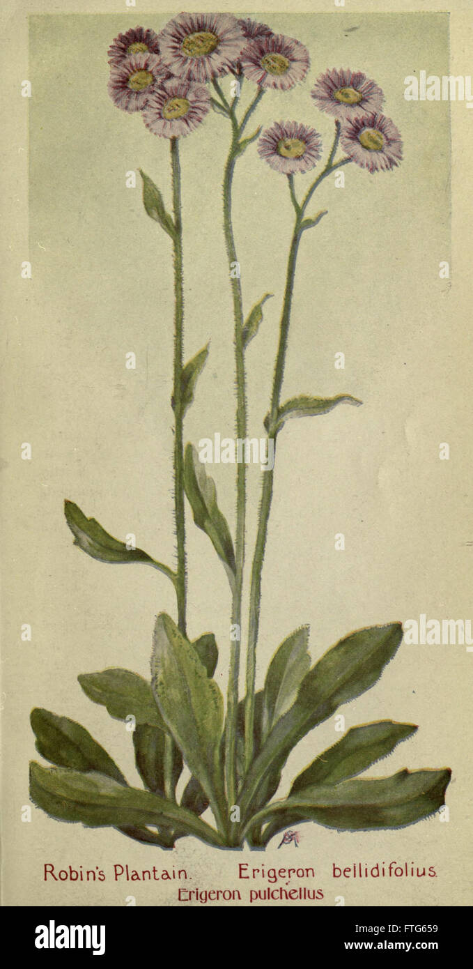 A field guide to American wildflowers, featuring a detailed ...