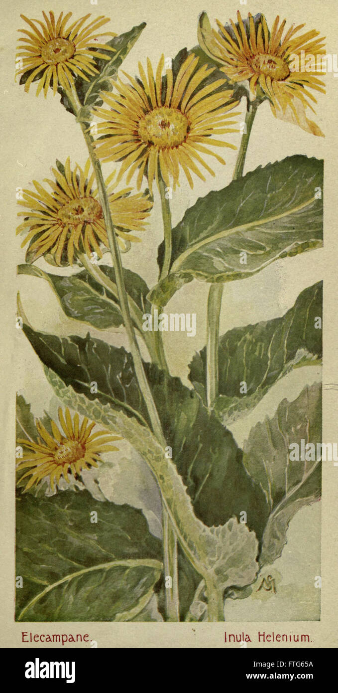 This field guide features a detailed illustration of American ...
