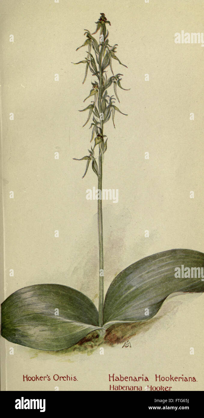 'Field Book of American Wild Flowers' presents detailed information on ...