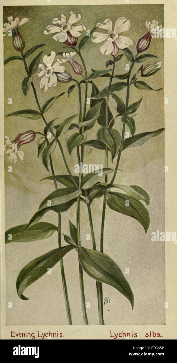 A field guide to American wildflowers featuring a colored plate that ...