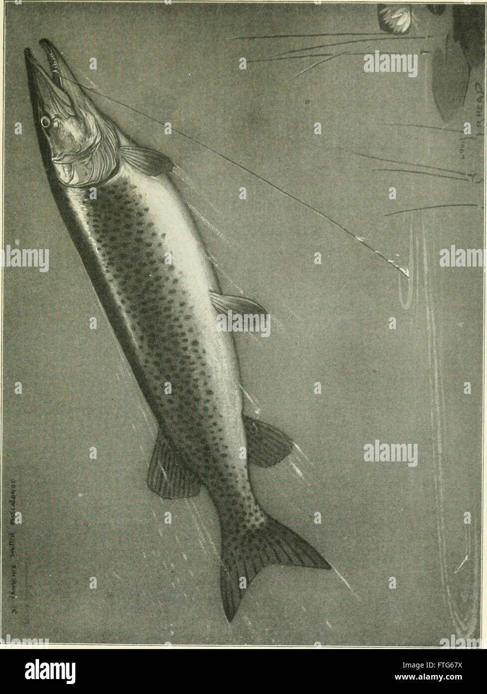 *Fisherman’s Lures and Game-Fish Food* offers colored illustrations of ...