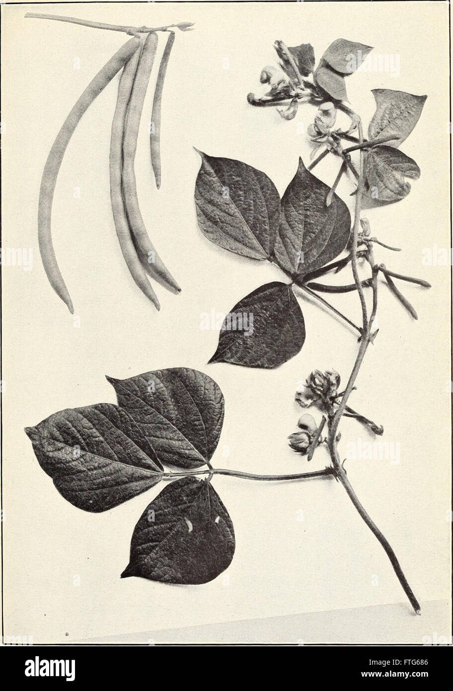 This work details five species of beans originating from the Orient ...