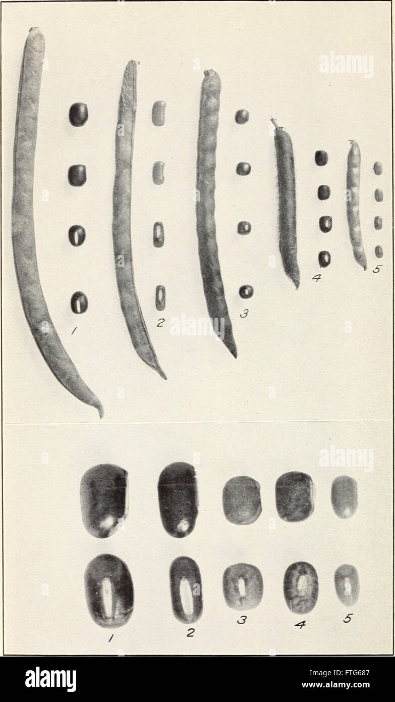This work provides a scientific description of five species of beans ...
