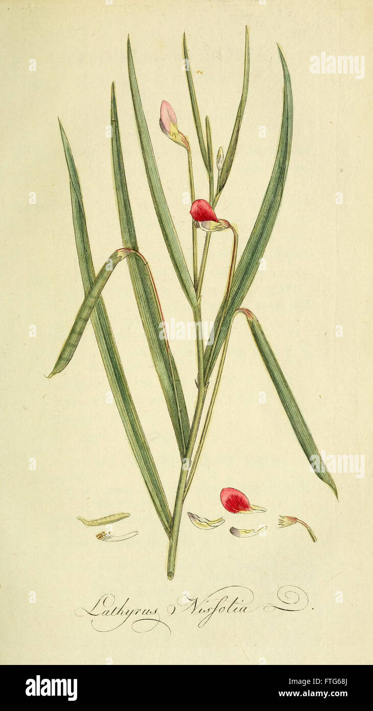 Plate 16 from *Flora Europaea inchoata* illustrates European plant ...