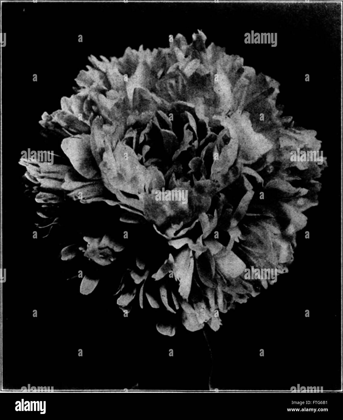 The 'Florists' Review' is a periodical dedicated to the floral industry ...