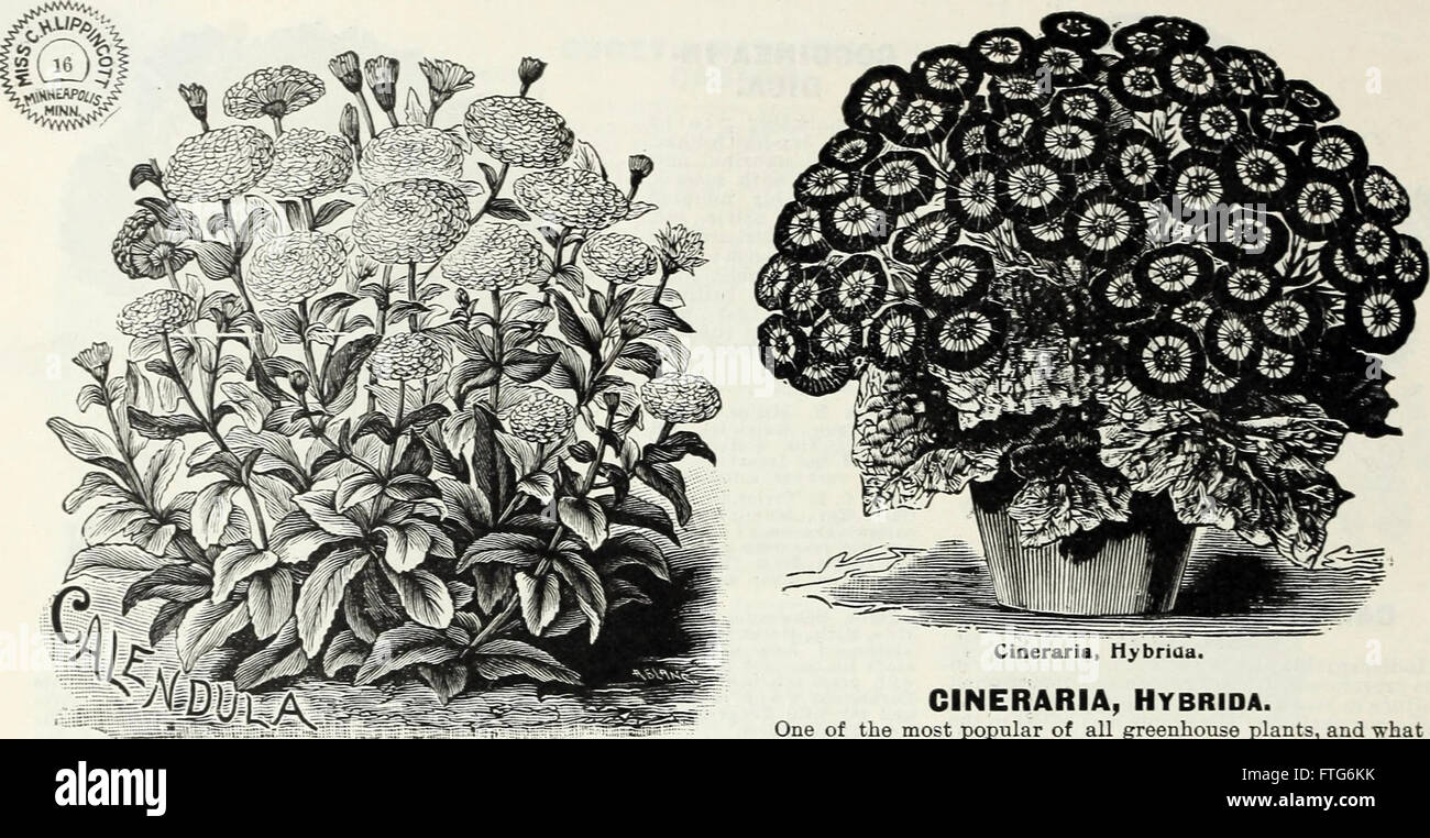 A 1899 catalog listing a variety of flower seeds available for planting ...