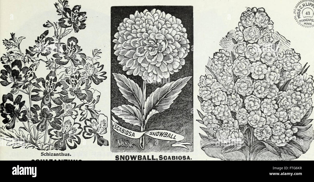A 1899 guide on flower seeds, detailing the varieties, cultivation ...