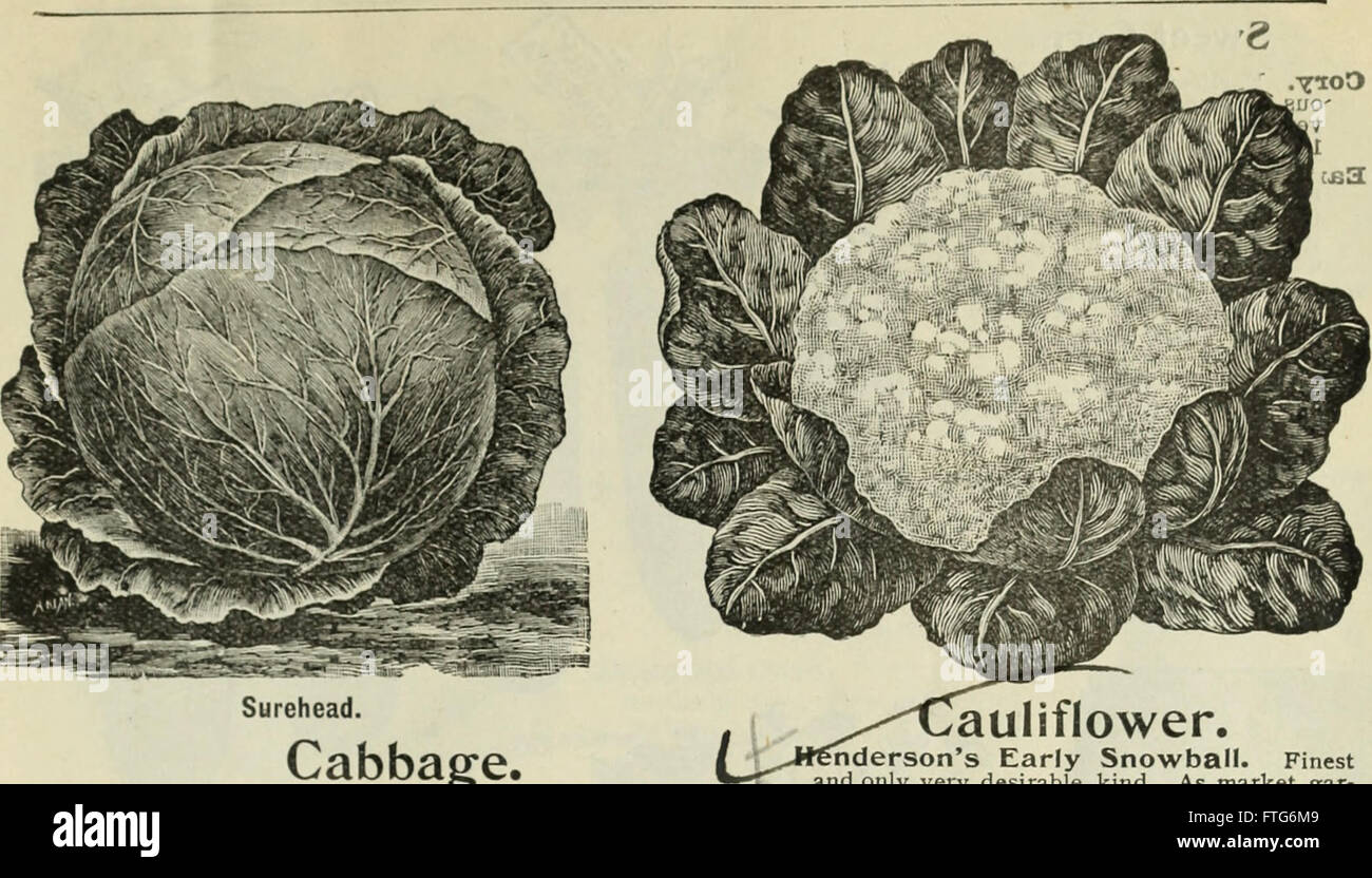 This 1897 catalog features a selection of forage plants, grasses ...