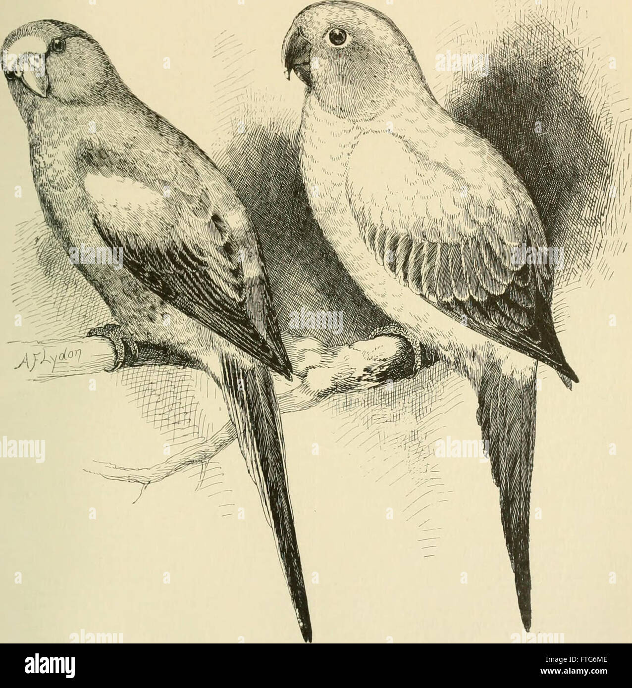 This 1910 publication offers a comprehensive guide to foreign birds ...