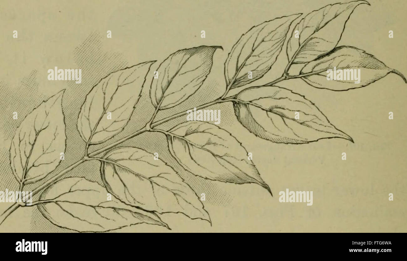 This 1901 text offers a comprehensive introduction to the basic ...