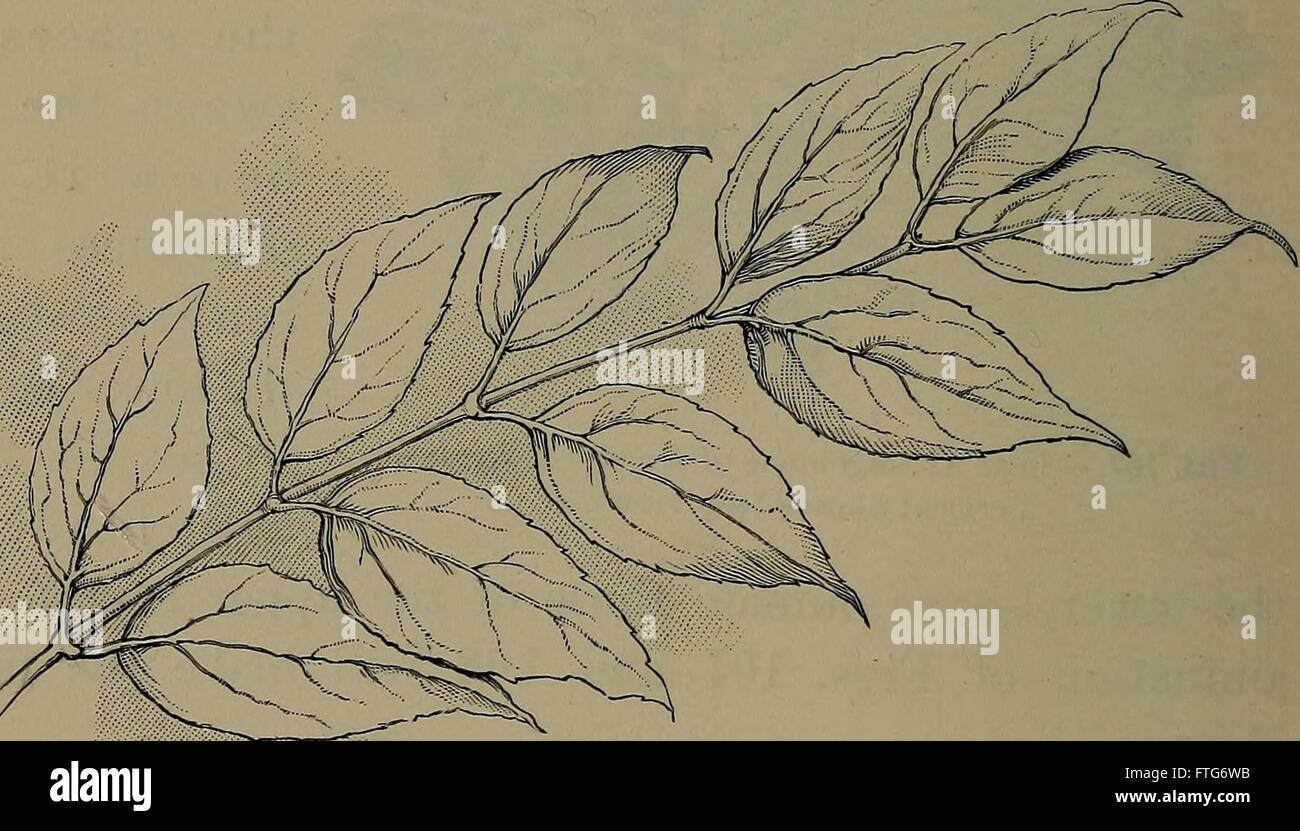 'Foundations of Botany' (1901) provides an introduction to the study of ...