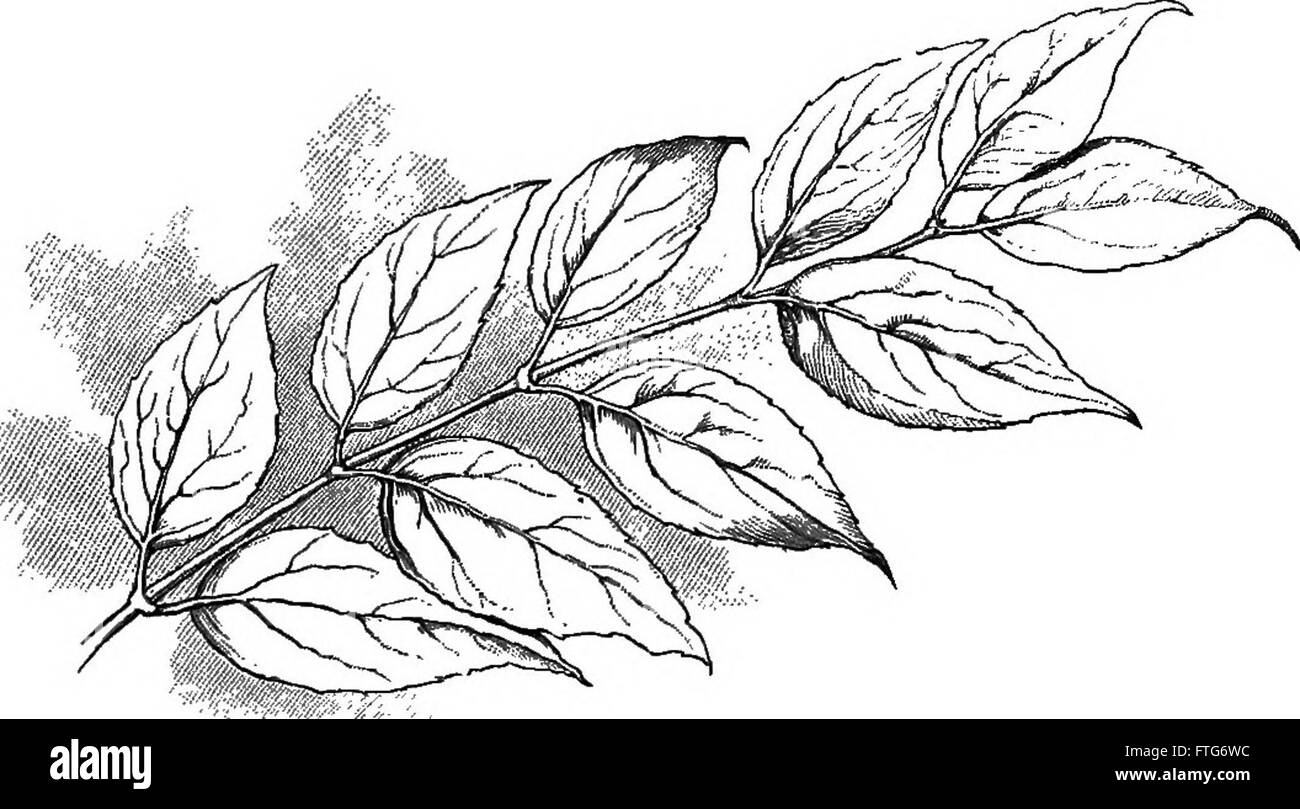 'Foundations of Botany' (1901) serves as a textbook covering key ...