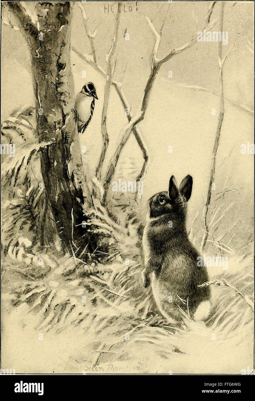 Four footed americans hi-res stock photography and images - Alamy