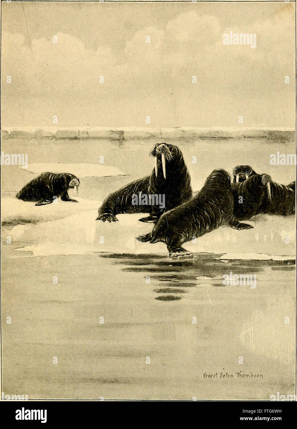 Four footed americans hi-res stock photography and images - Alamy