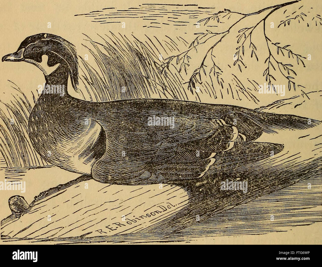'Four Feet, Wings, and Fins' (1879) examines the diverse forms of ...