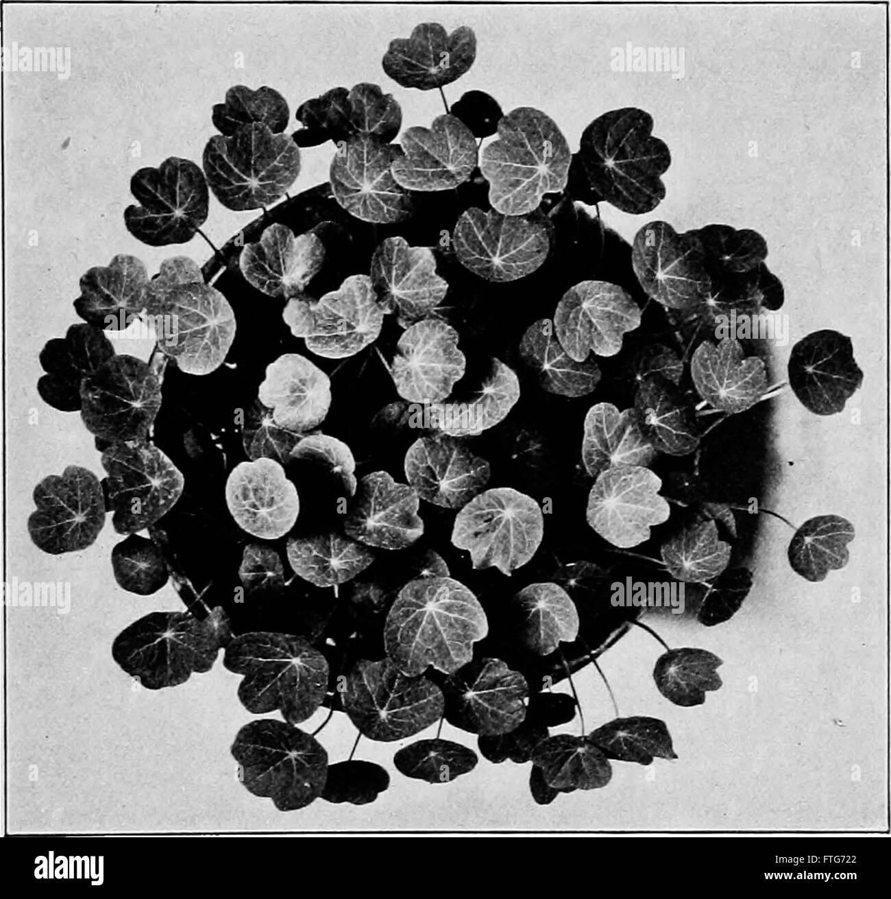 'Fundamentals of Botany' (1916) introduces key botanical principles ...