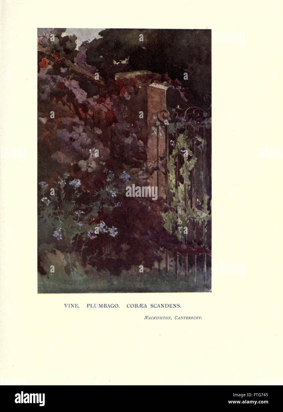 A visual representation focusing on the color schemes and plant ...