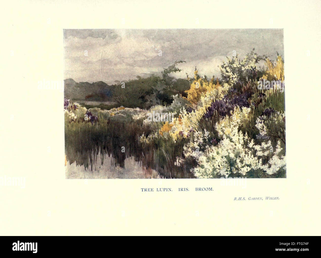 'Garden Colour' showcases a plate illustrating the vivid colors found ...