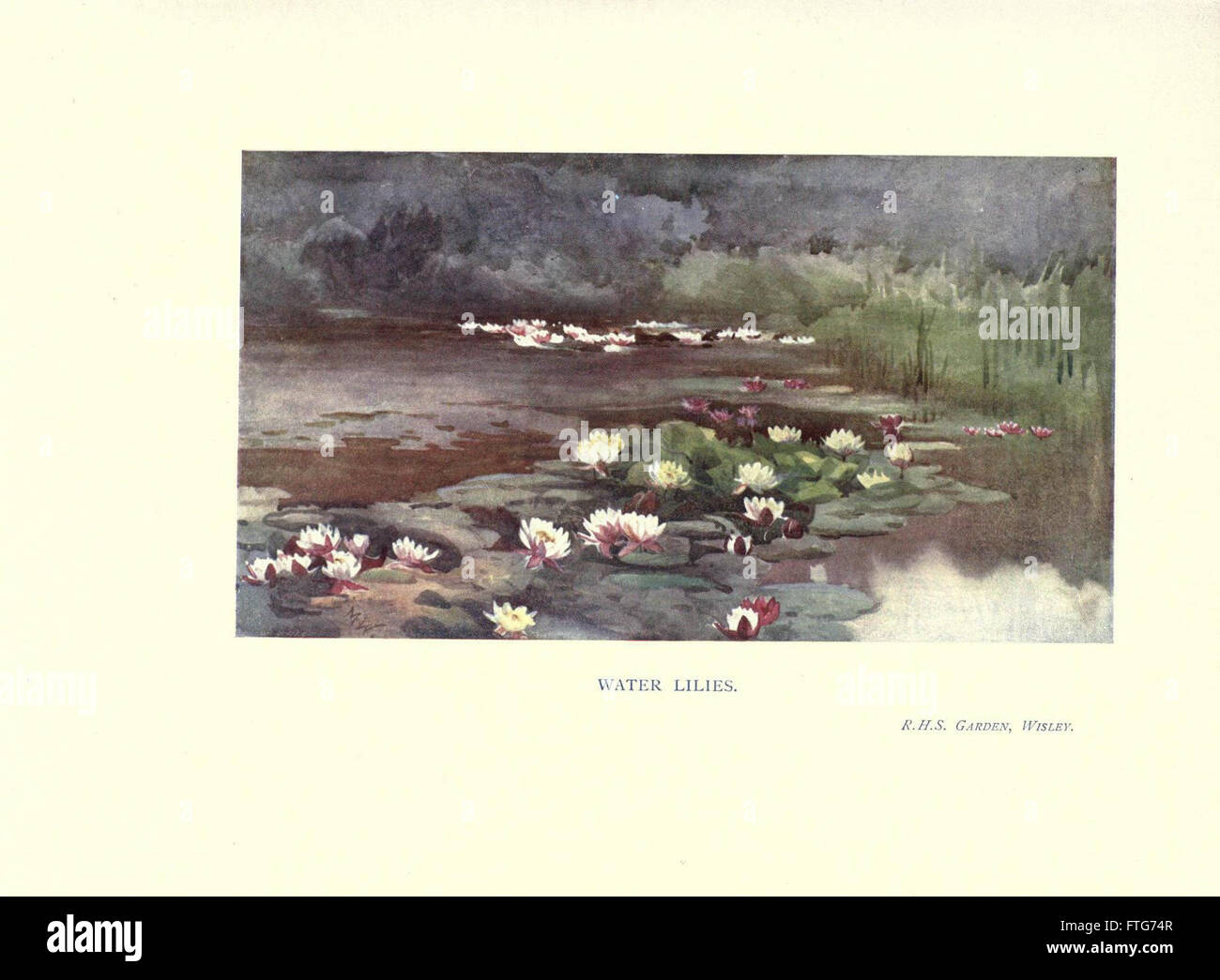 An illustration of various garden colors, depicting flowers and plants ...
